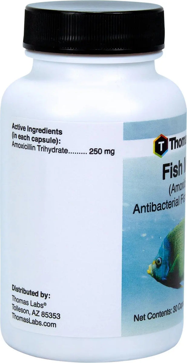 Fish Mox - Amoxicillin 250 mg | Free shipping – Fishaid